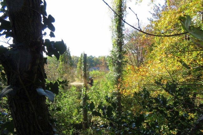 Curabo Boomwerken | Homedeal