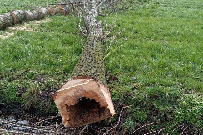 Stronkx Boomvellingen | Homedeal